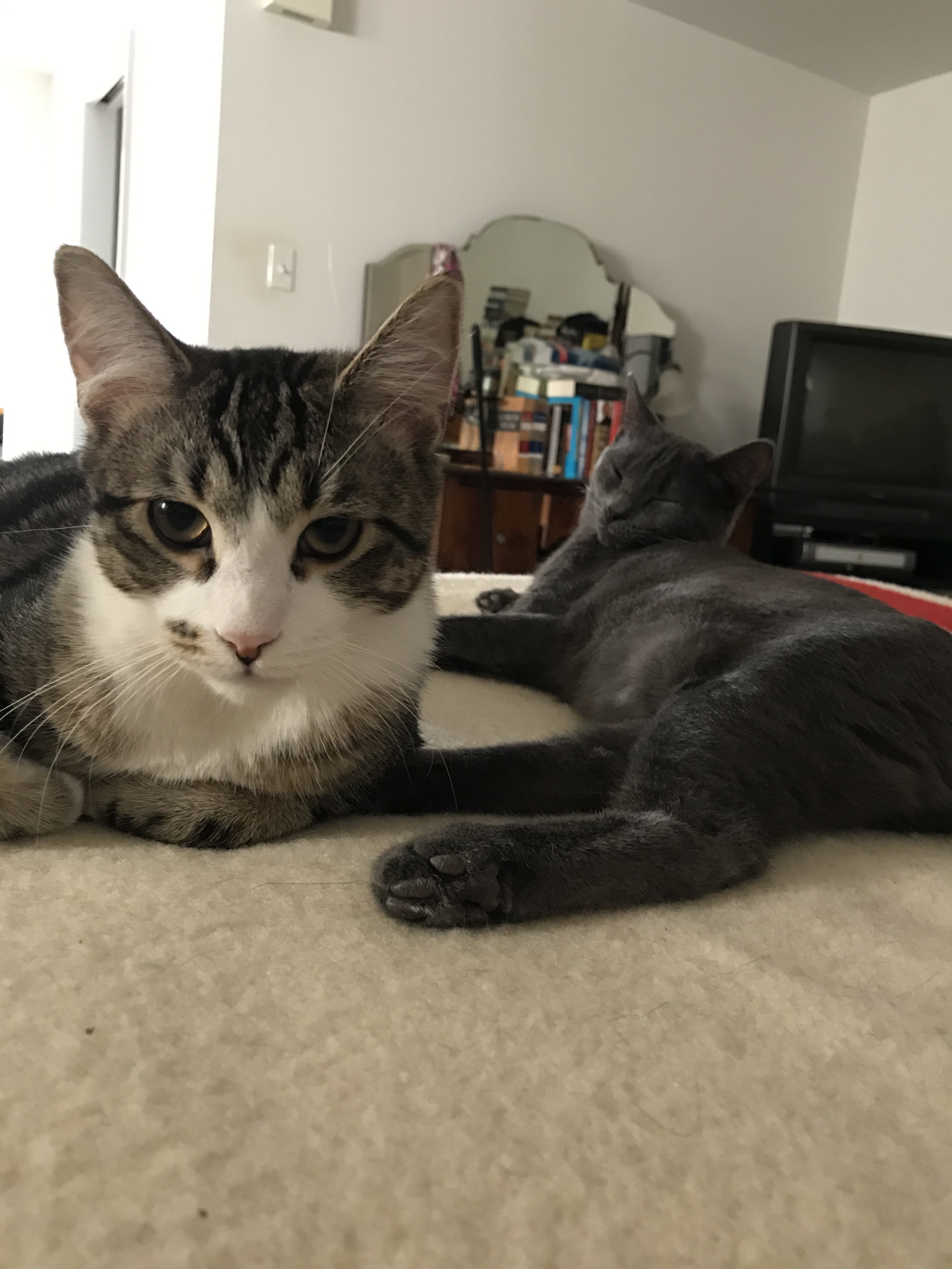 Shepherd’s Pie - Steven Stern